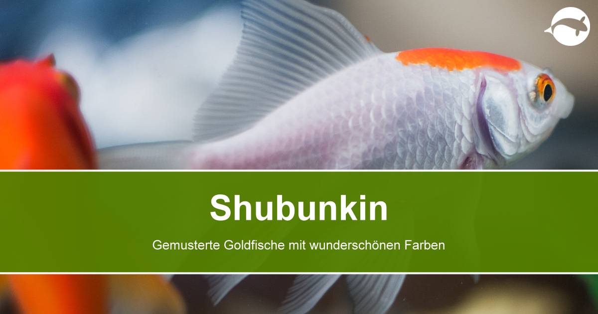 Shubunkin - Farben, Muster und Verhalten der Goldfische